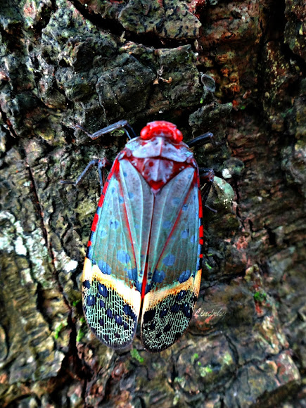 Lanternfly | Project Noah