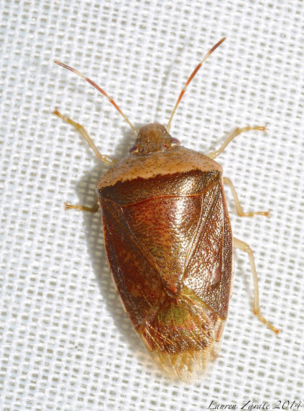 Shield Bug | Project Noah