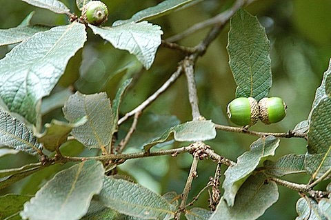 Encino, encino blanco, roble, oak | Project Noah