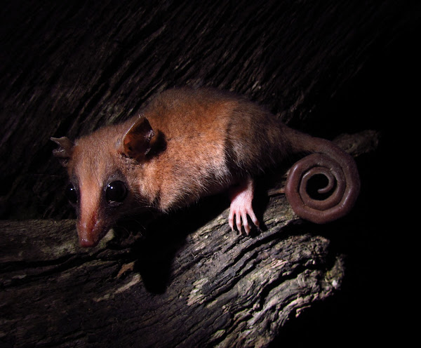 Robinson's mouse opossum | Project Noah