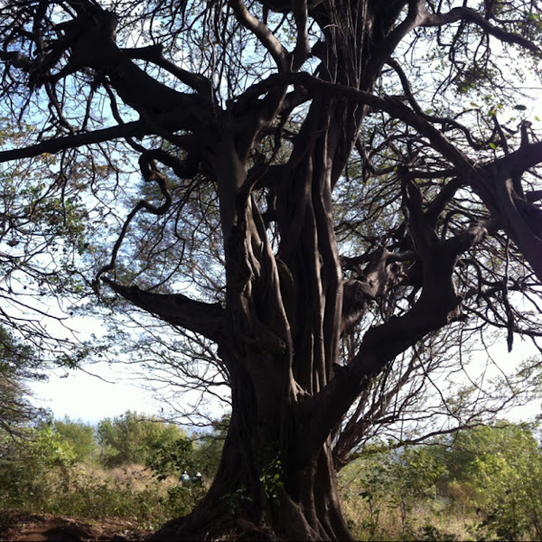 Chilamate | Project Noah