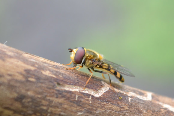 american hoverfly | Project Noah