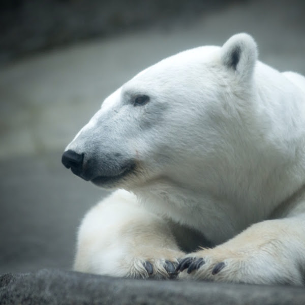 Polar Bear | Project Noah