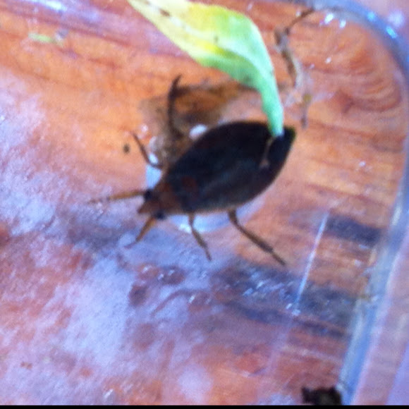 Toe biter | Project Noah