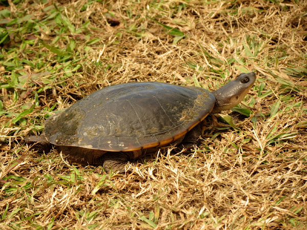 Eastern long-necked turtle | Project Noah