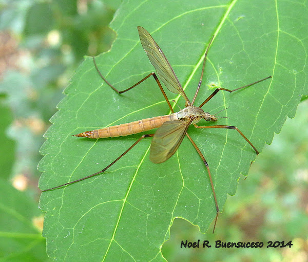 Crane Fly | Project Noah