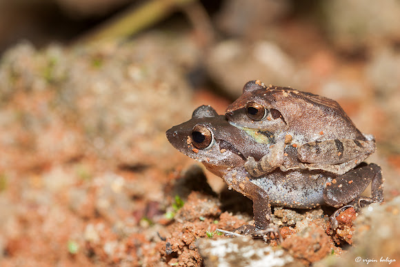 Amboli bush frog | Project Noah