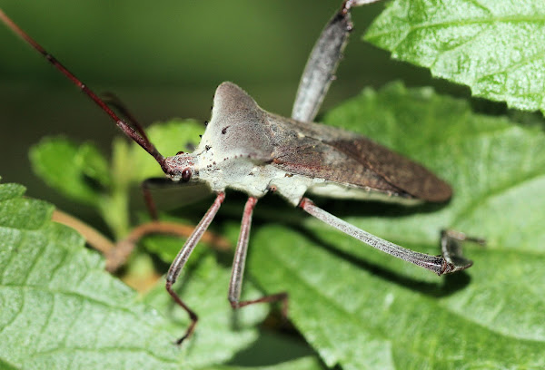 Giant Leaf-Footed Bug | Project Noah