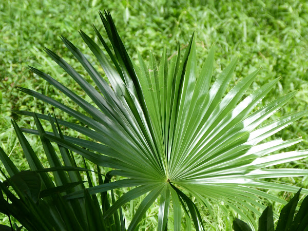 Anahaw | Project Noah