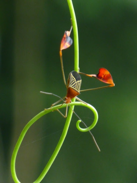 Flag-footed Bug | Project Noah