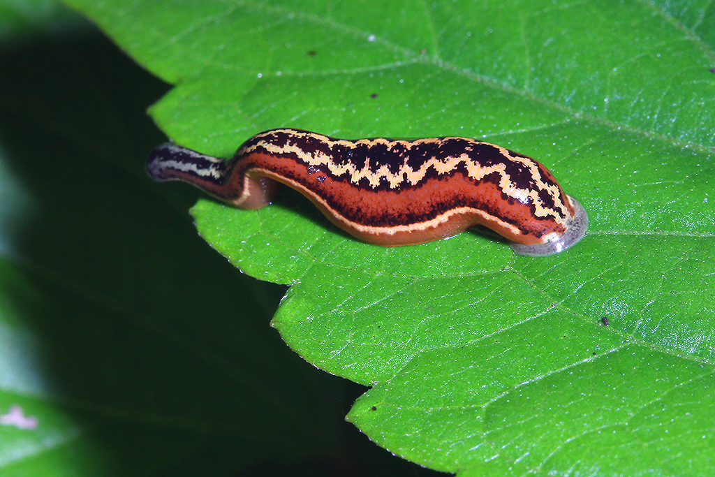 Chain pattern land leech | Project Noah