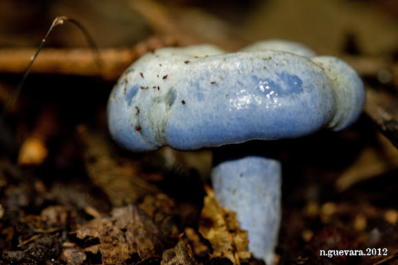 Indigo Milk Cap | Project Noah