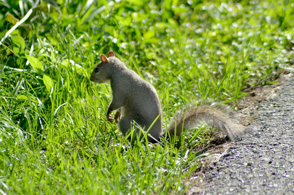 Eastern Gray Squirrel | Project Noah