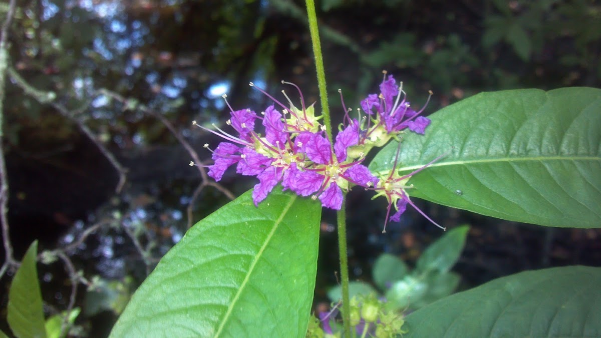 Decodon verticillatus | Project Noah