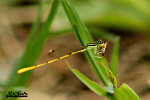 Citrine Forktail Dragonfly | Project Noah