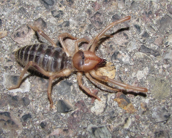 Solifuge | Project Noah