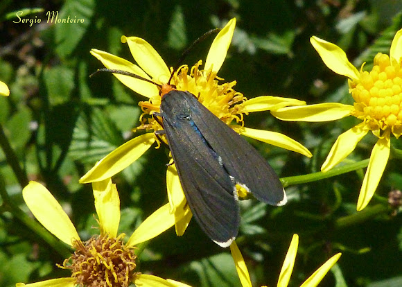 Ctenucha moth | Project Noah