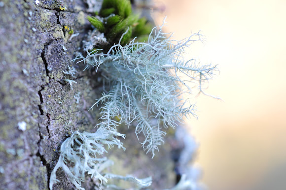 Usnea sp. | Project Noah