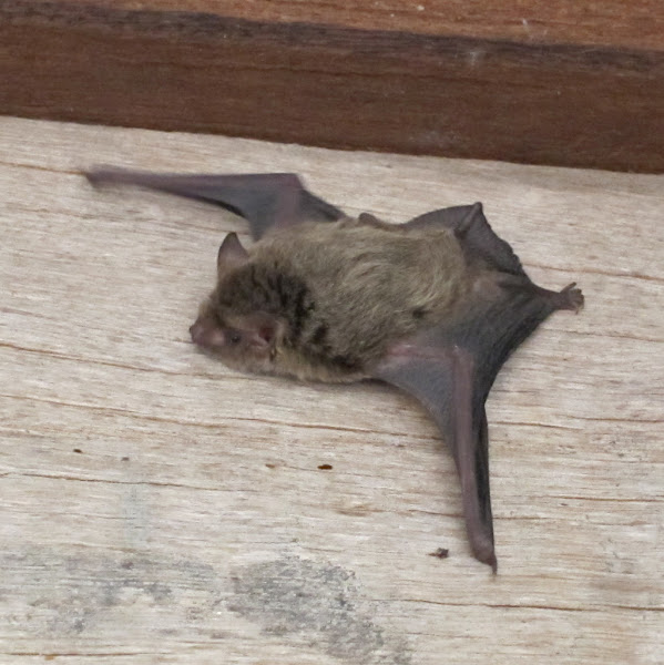 Little Forest Bat | Project Noah