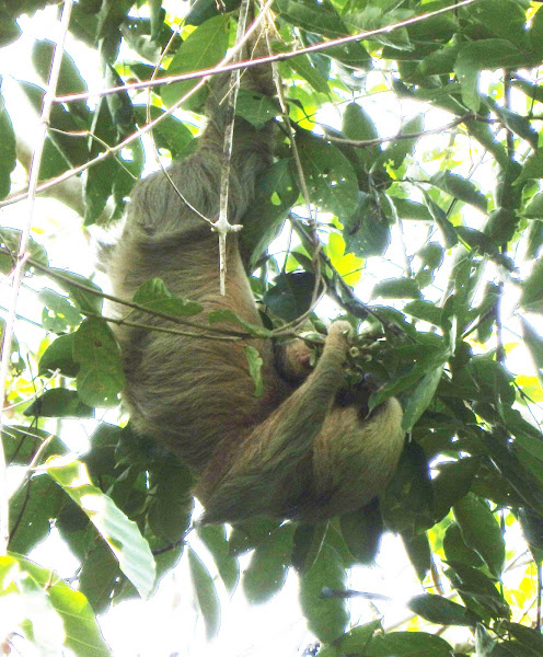 Hoffmann's two-toed sloth | Project Noah
