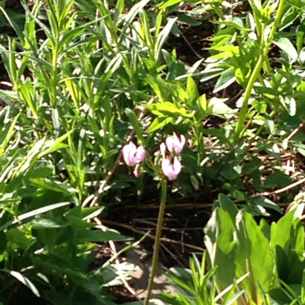 Shooting star | Project Noah