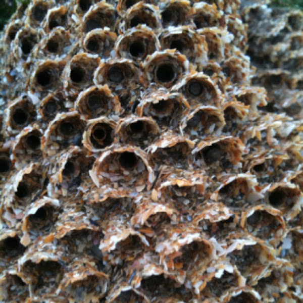 Coral made of sea shell splinters | Project Noah