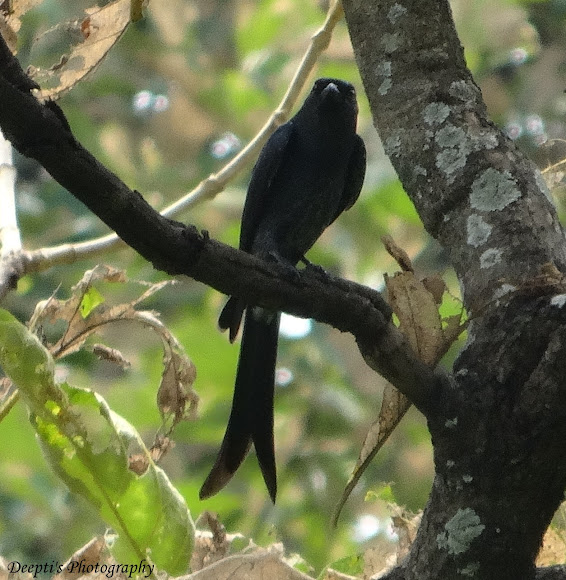 Black drongo | Project Noah