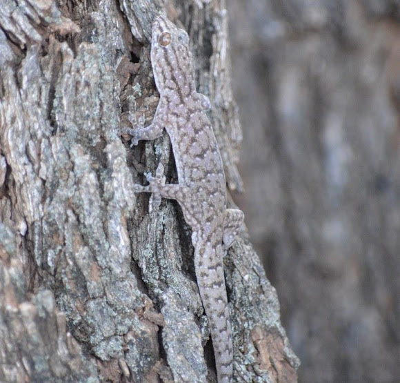 Tree Dtella | Project Noah