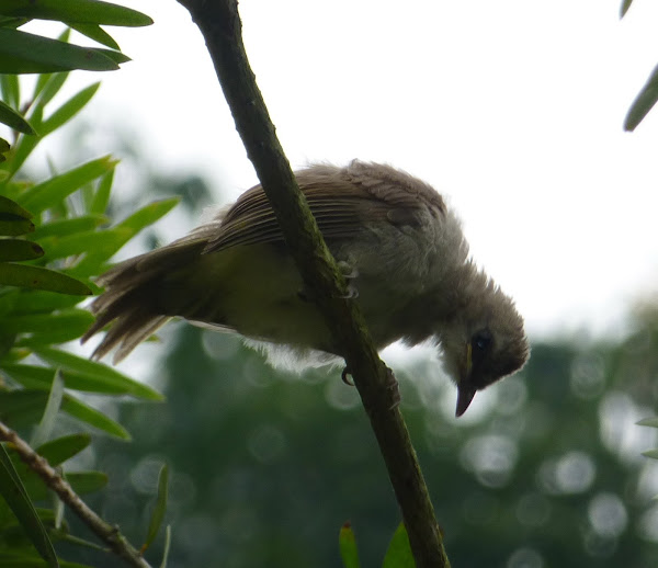 Juvenile Yellow-Vented Bulbul | Project Noah