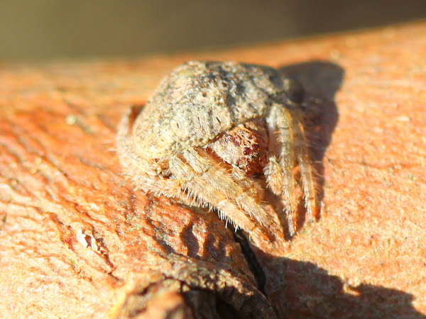 wrap around spider | Project Noah
