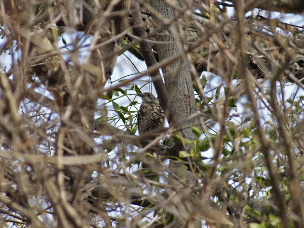 Mistle Thrush | Project Noah