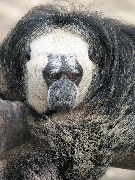 Monk Saki Monkey | Project Noah