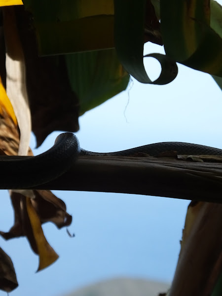 Saba Racer, Red-bellied Racer, Orange-bellied Racer | Project Noah