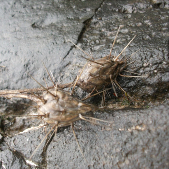 Unknown Plant | Project Noah