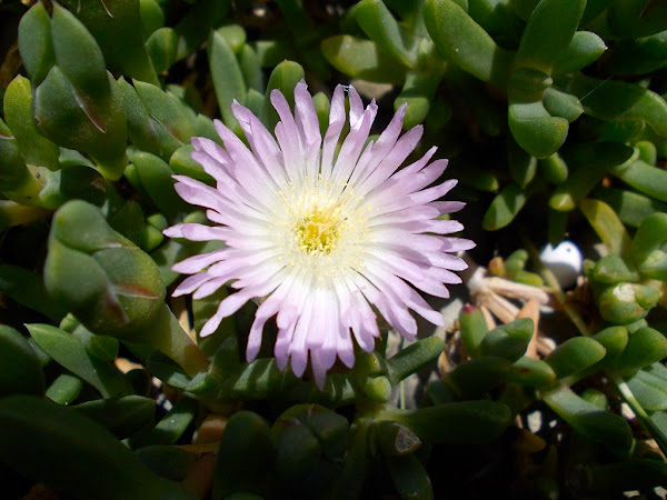 Horokaka (NZ native ice plant) | Project Noah