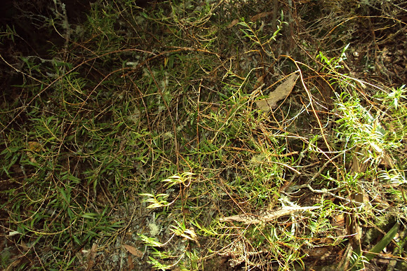 Winika | Project Noah