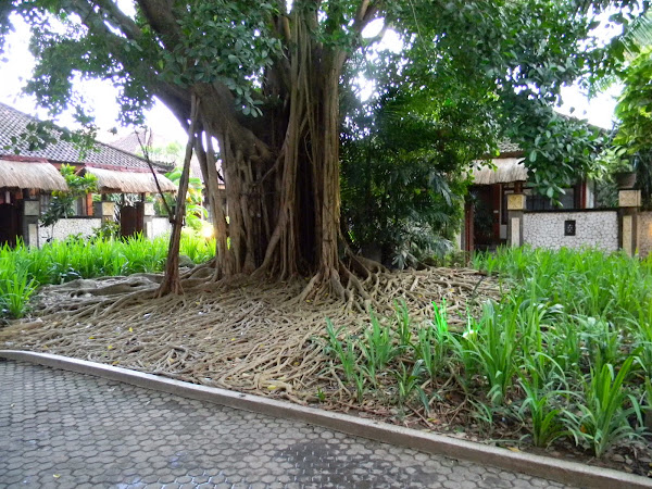 banyan, waringin, beringin tree | Project Noah