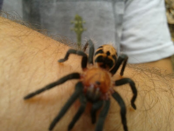 Costa Rican Suntiger Tarantula | Project Noah