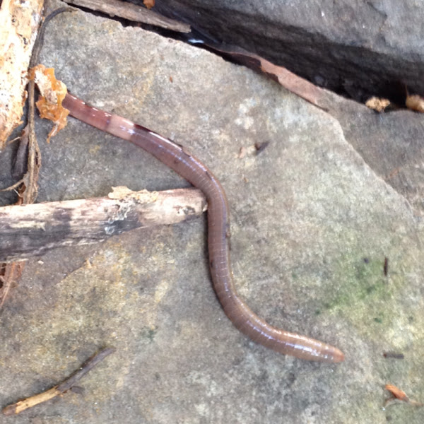 Earthworm | Project Noah