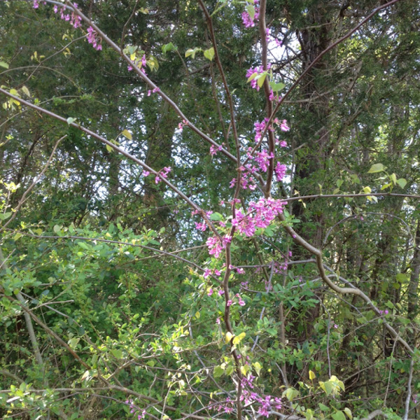 Eastern Redbud | Project Noah