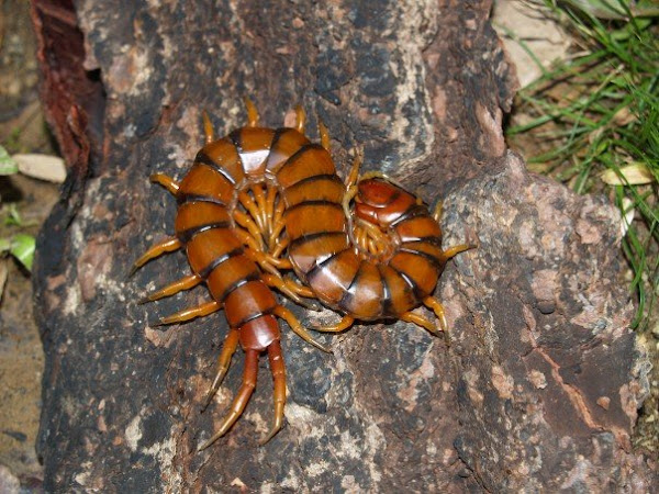 Cienpies | Project Noah