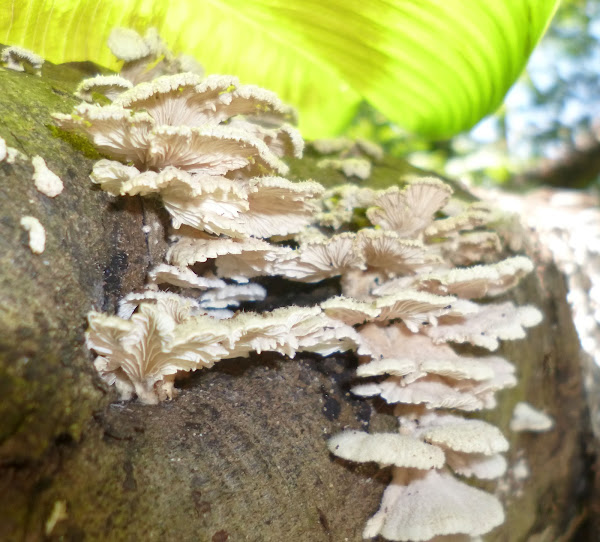 Split-Gill Fungus | Project Noah