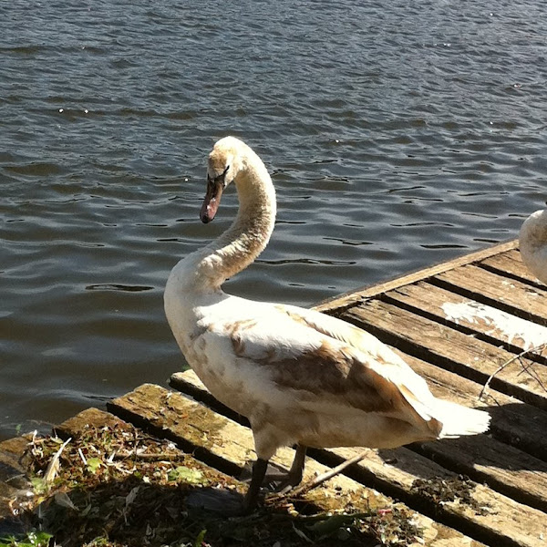 Cygnet | Project Noah