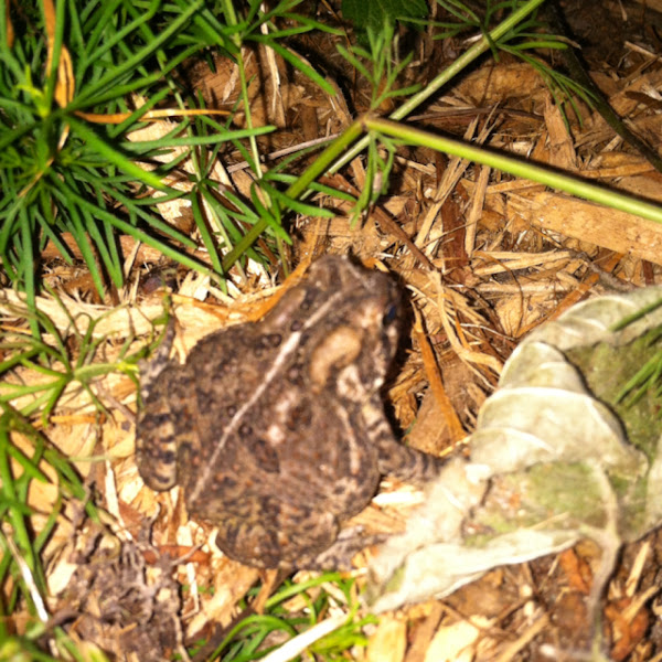 Fowler's Toad | Project Noah