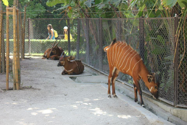 Bongo | Project Noah