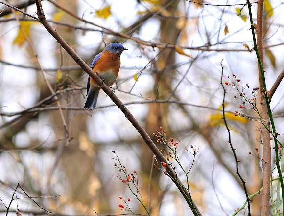Eastern bluebird | Project Noah