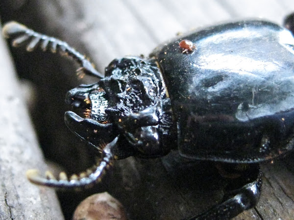 Passalid Beetle | Project Noah