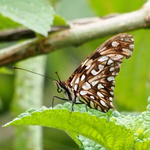 Juno Longwing | Project Noah