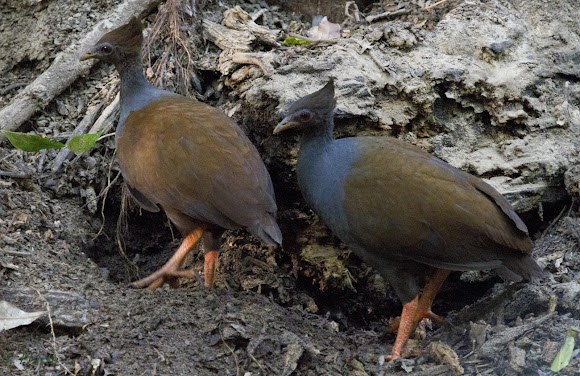 Orange-footed Scrubfowl | Project Noah
