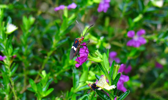 Redúvidos (Reduviidae) | Project Noah
